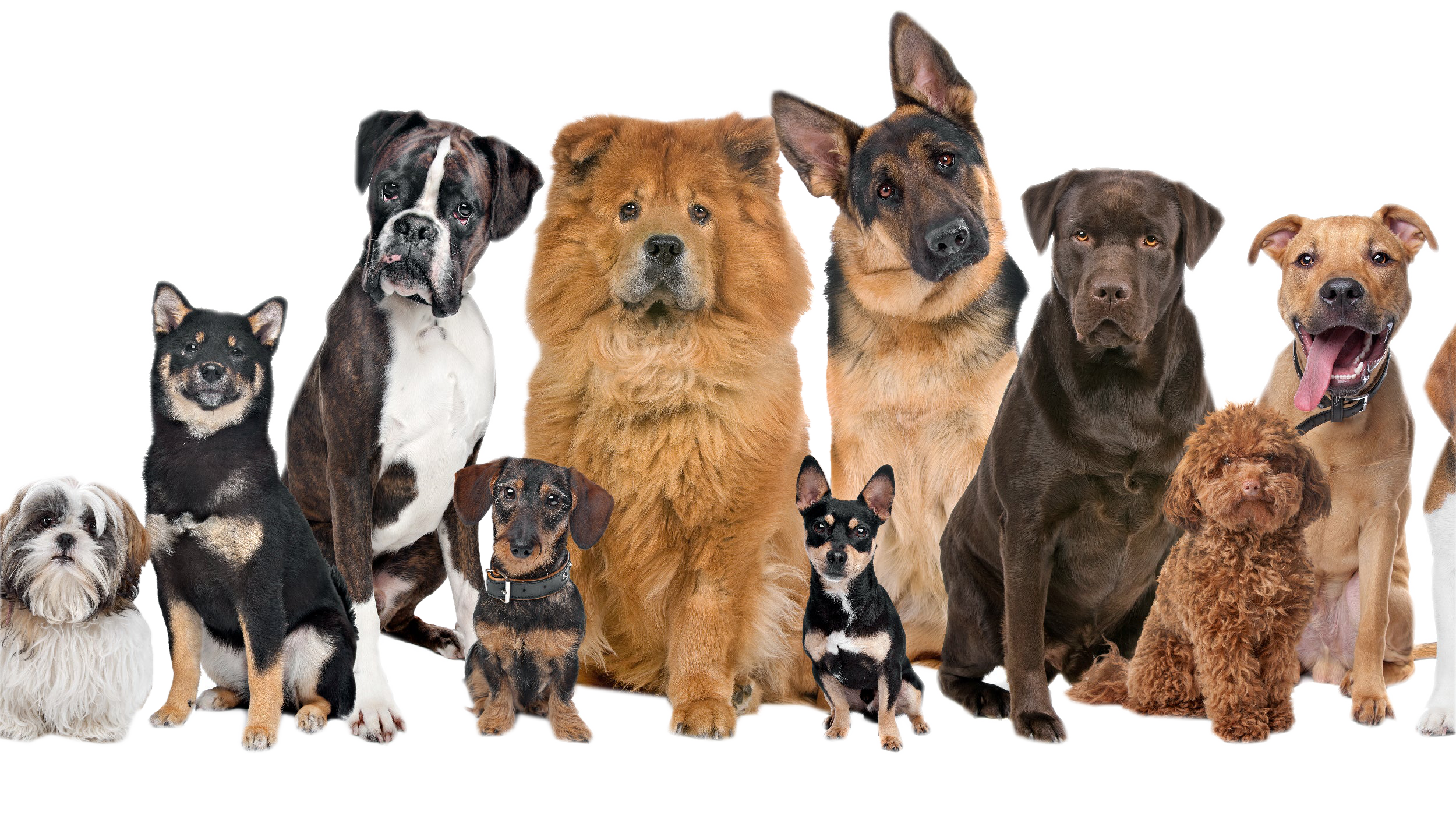 What shapes your dog's personality — Harvard Gazette