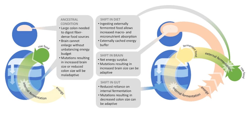 Study links fermented foods with brain growth — Harvard Gazette