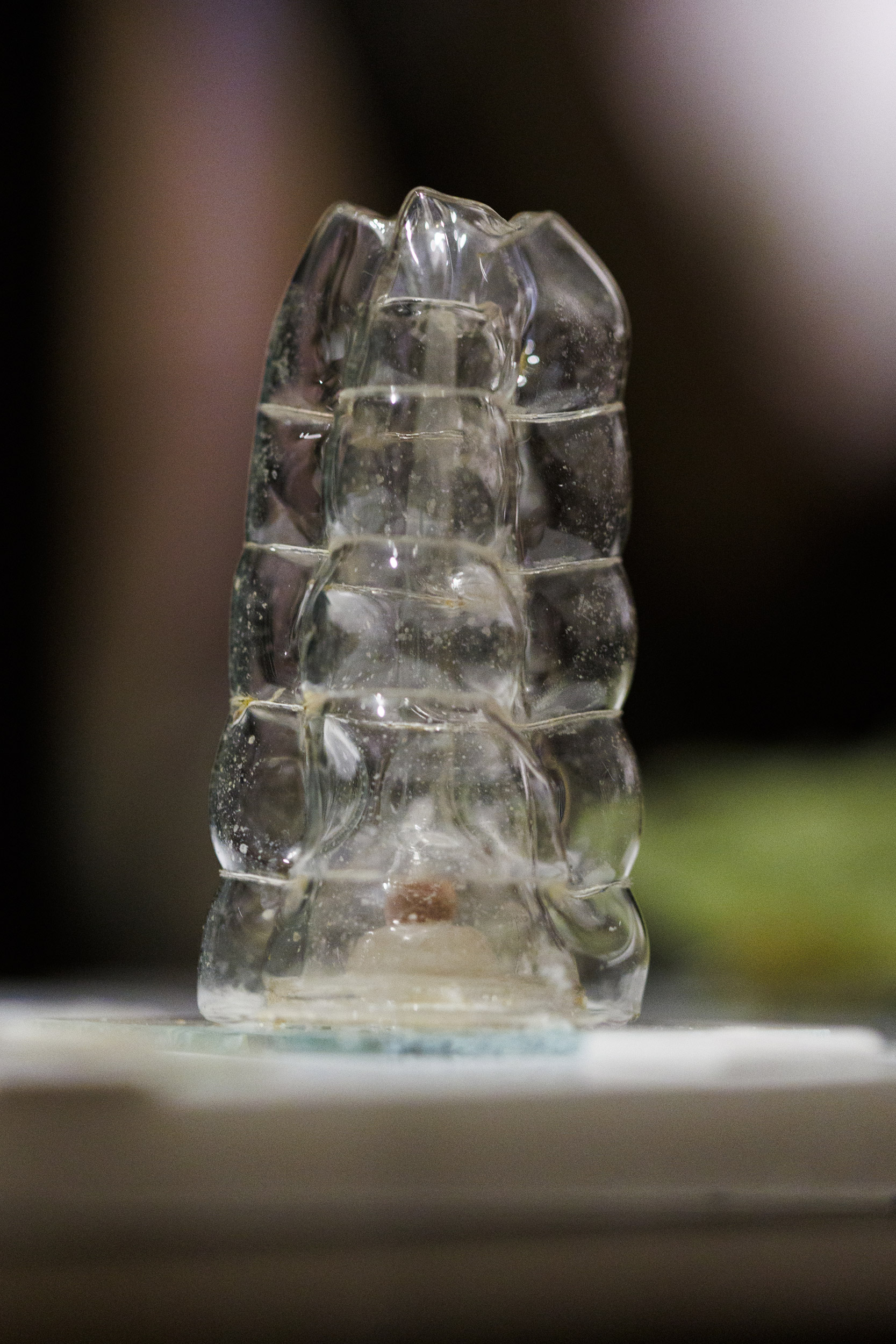 A microscopic portion of Harvard’s Glass Flowers collection — Harvard ...