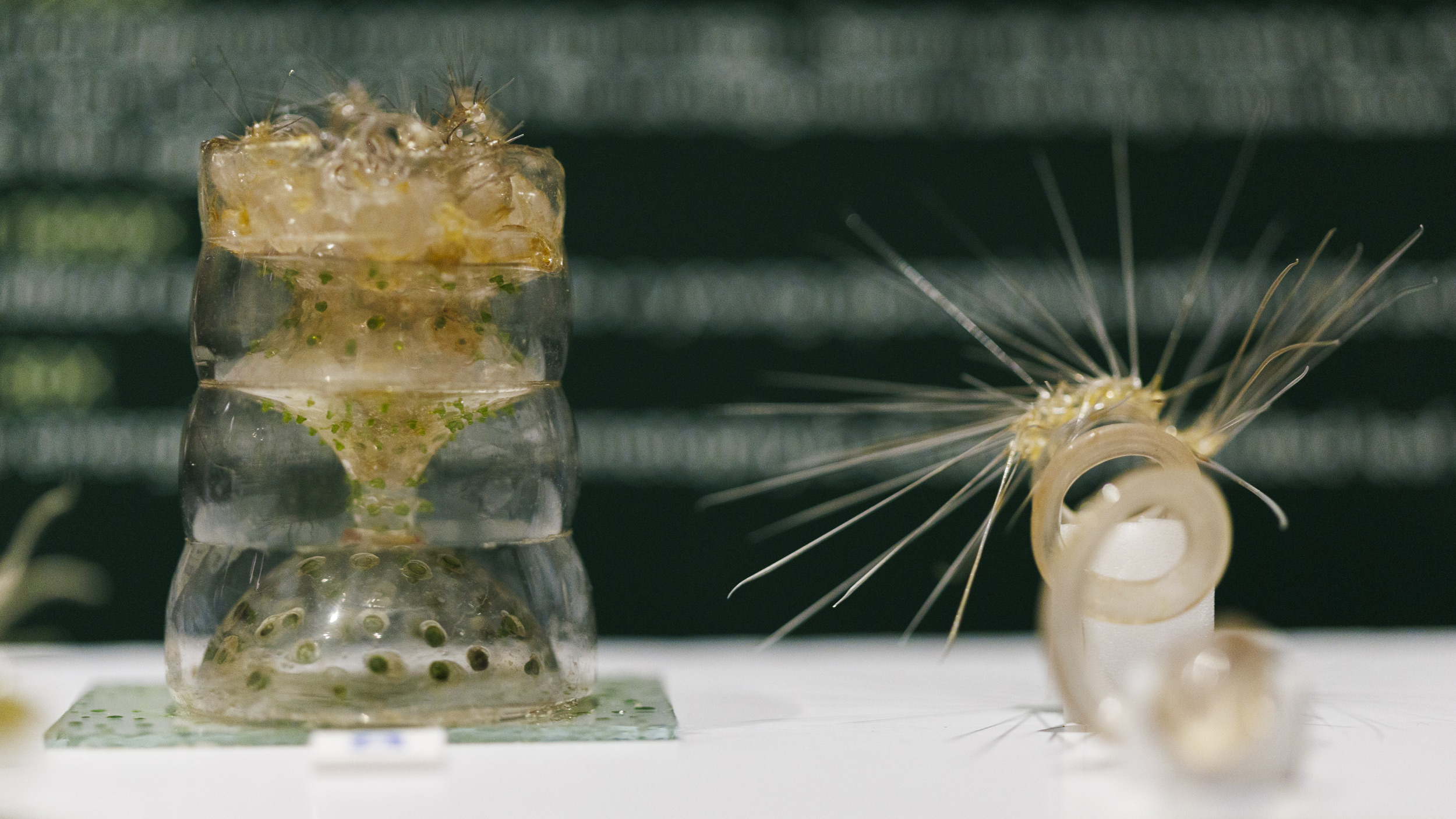 A microscopic portion of Harvard’s Glass Flowers collection — Harvard ...