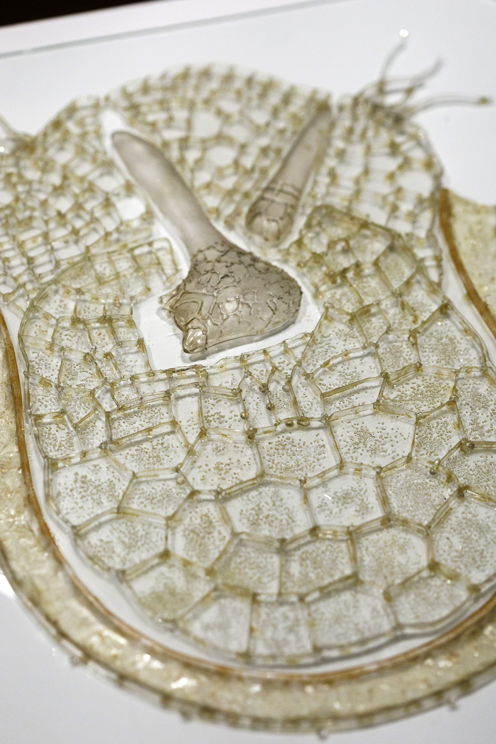 A microscopic portion of Harvard’s Glass Flowers collection — Harvard ...