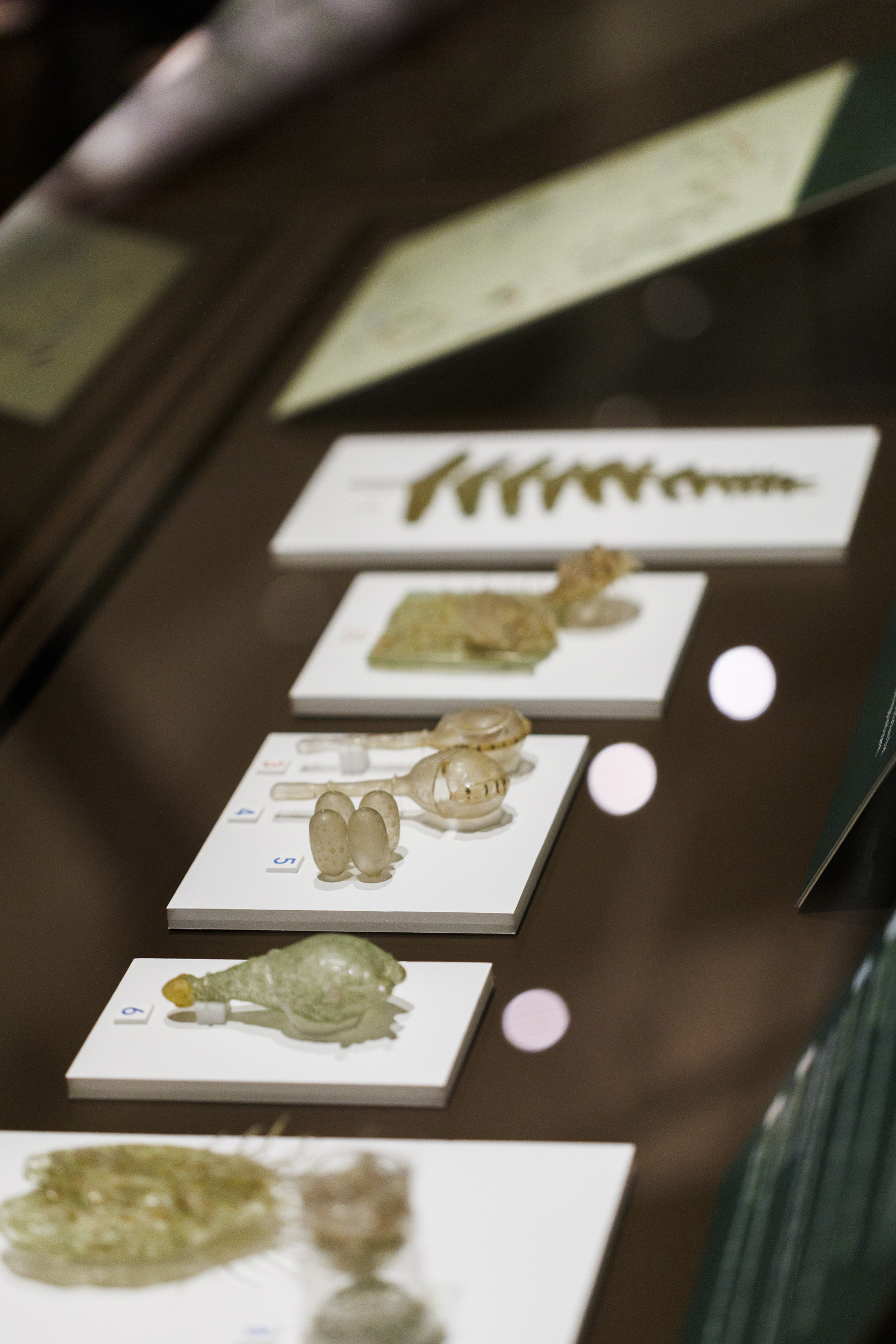 A microscopic portion of Harvard’s Glass Flowers collection — Harvard ...
