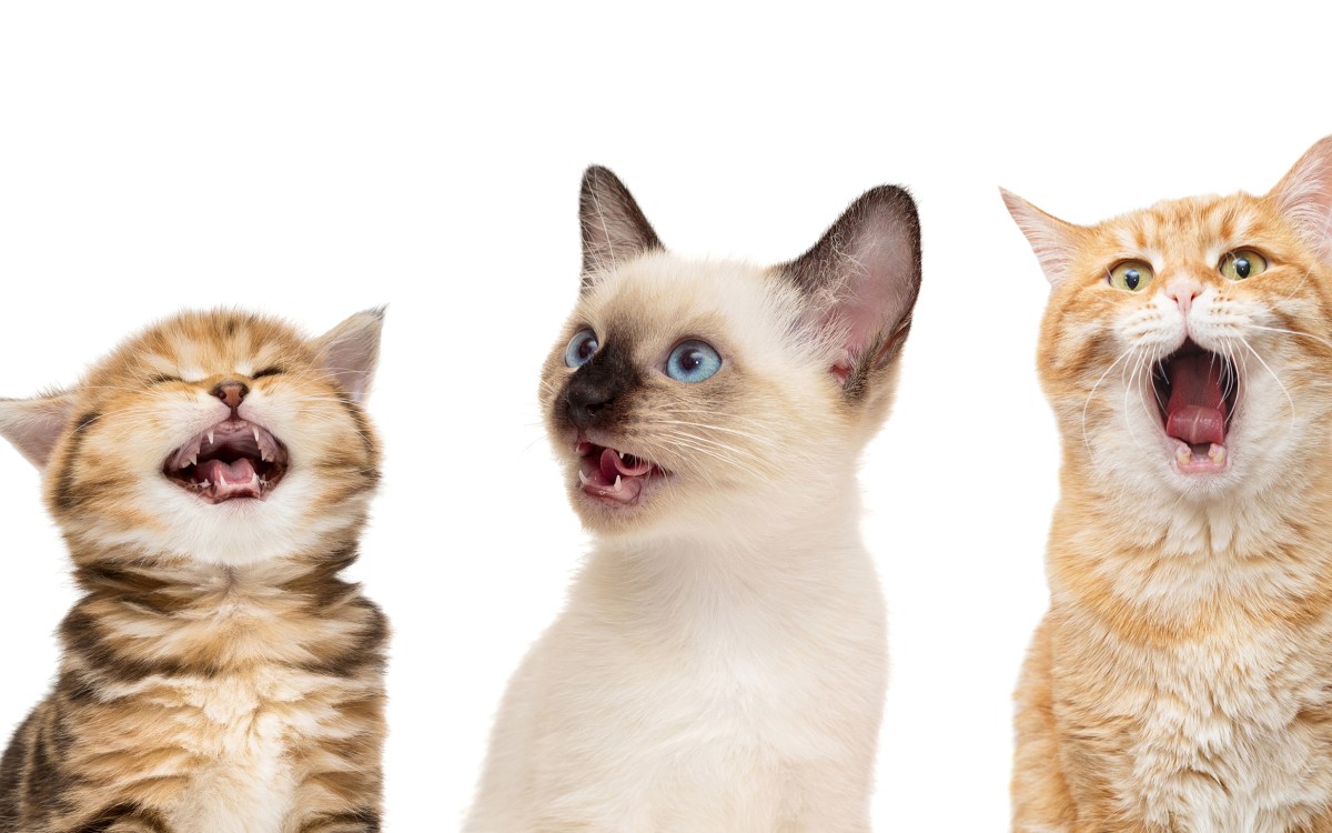 Three senior students awarded Taliesin Prize — Harvard Gazette