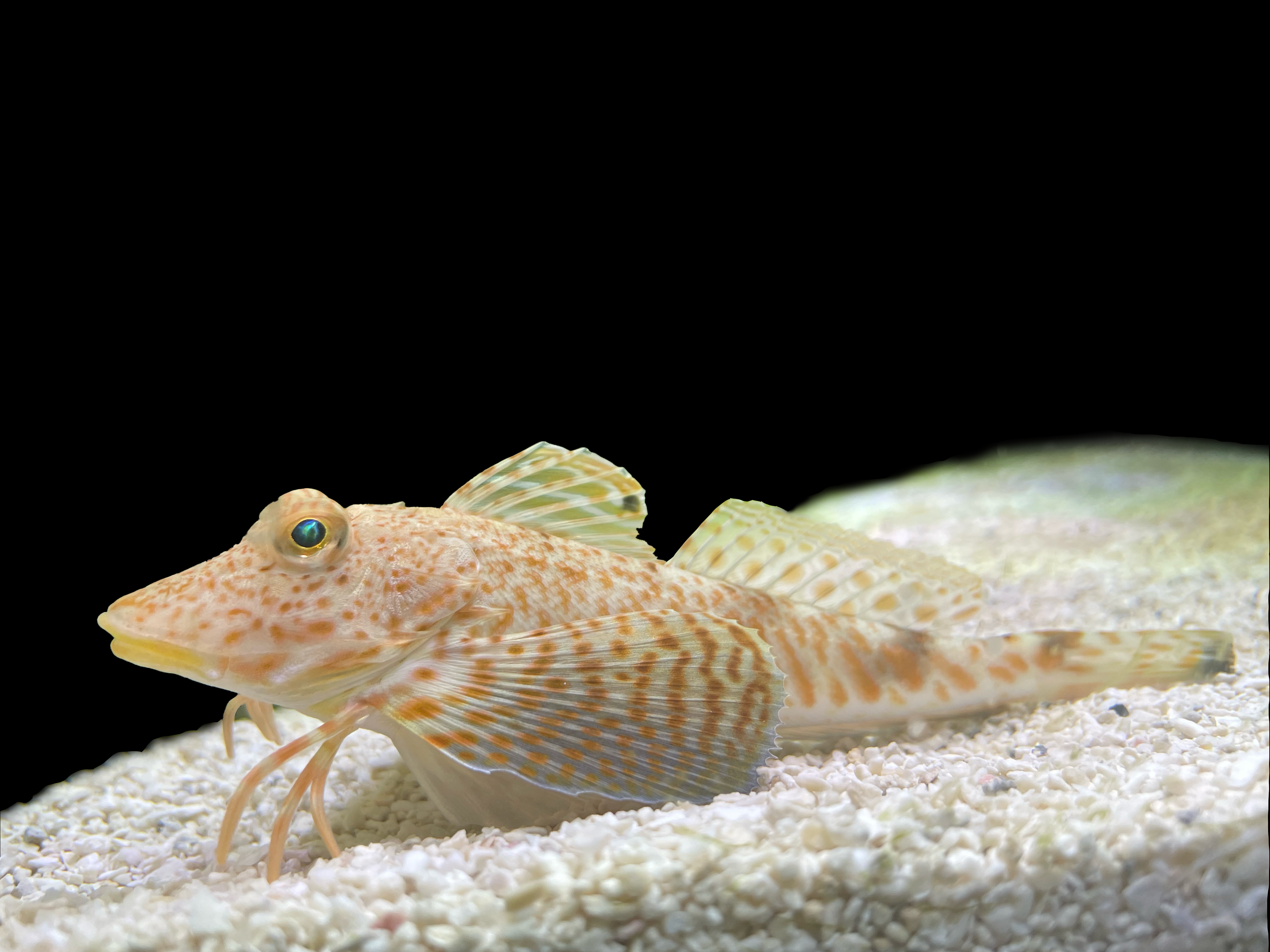These fish use their ‘legs’ for more than walking — Harvard Gazette