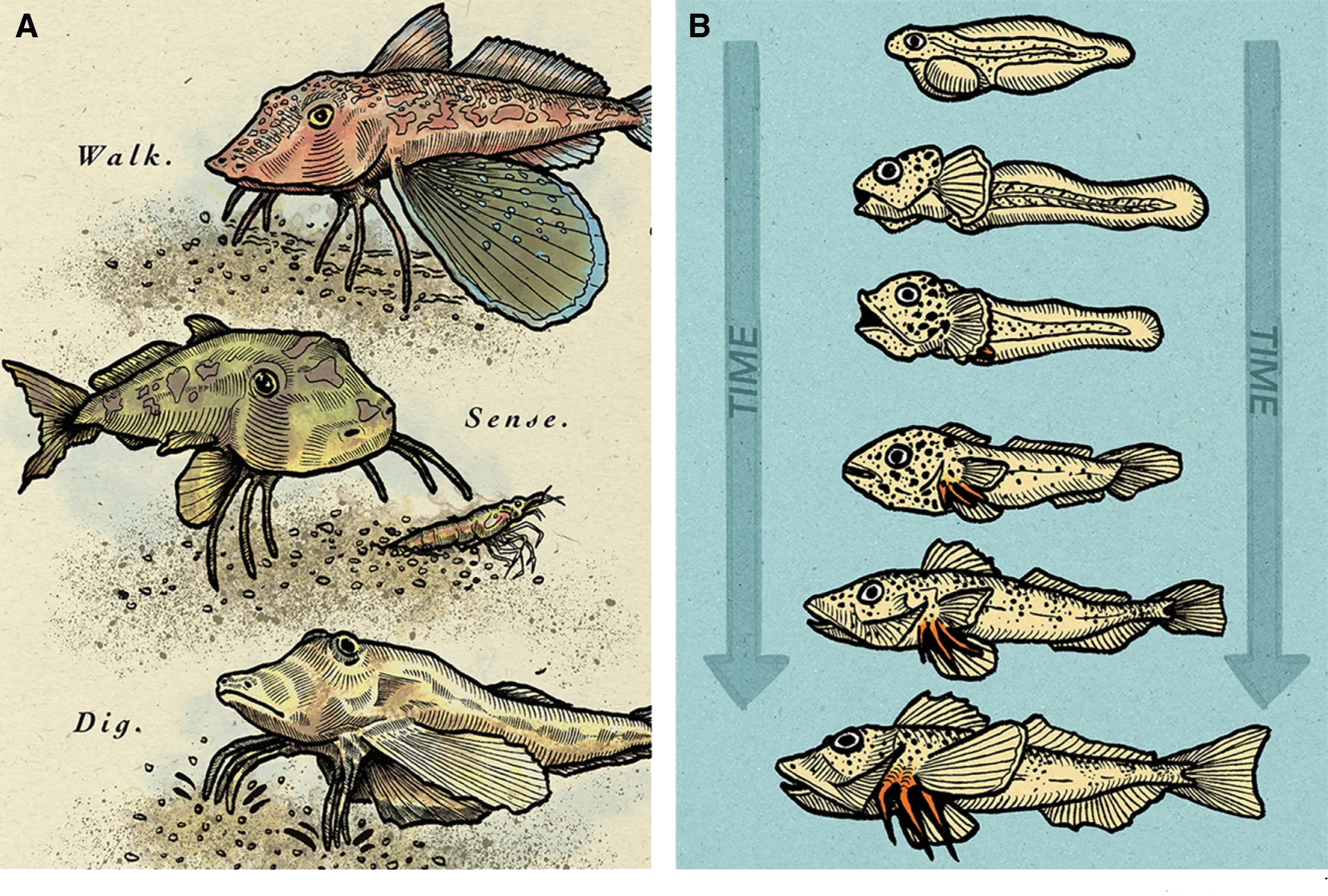 These fish use their ‘legs’ for more than walking — Harvard Gazette