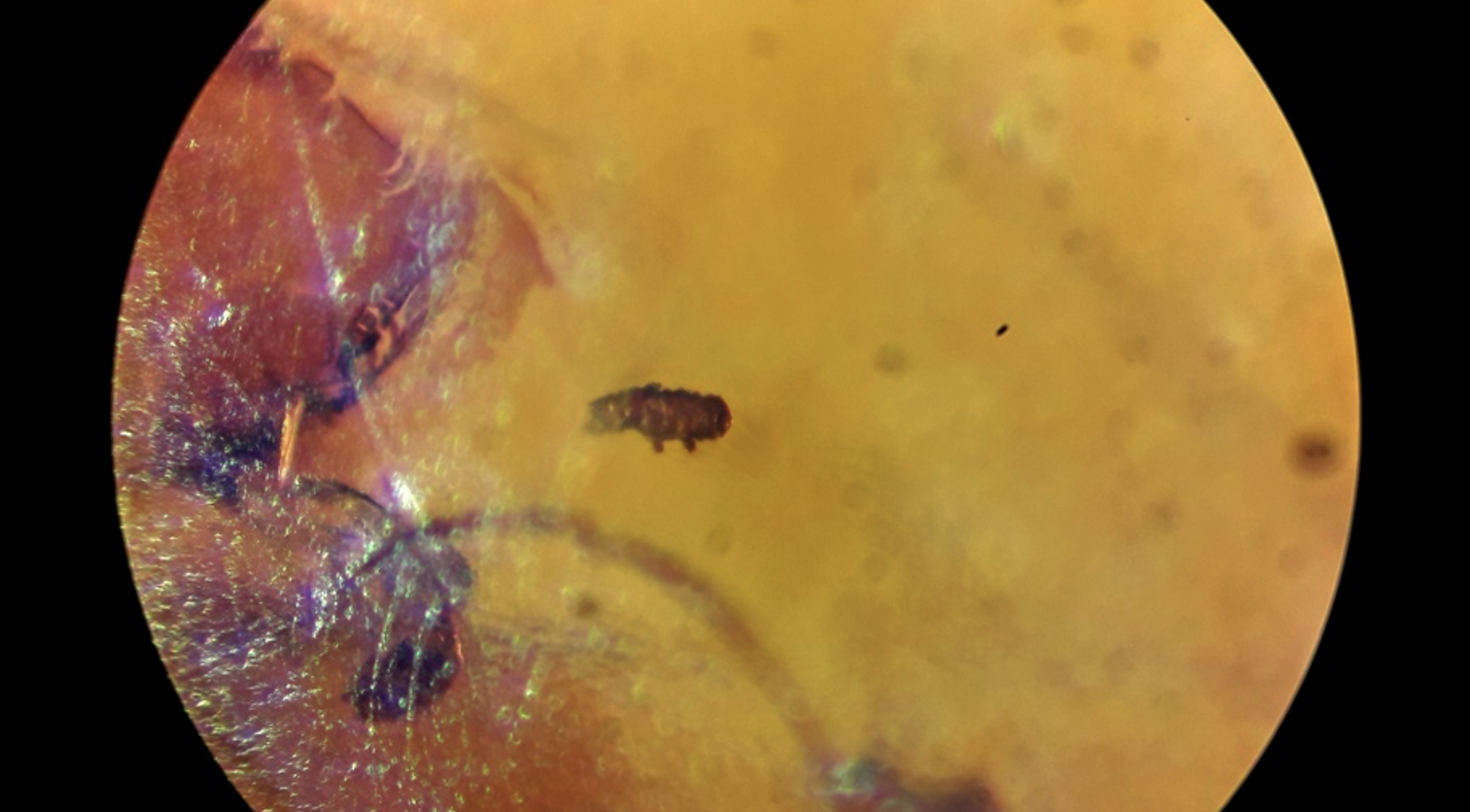 Harvard researchers share views on future, ethics of gene editing ...