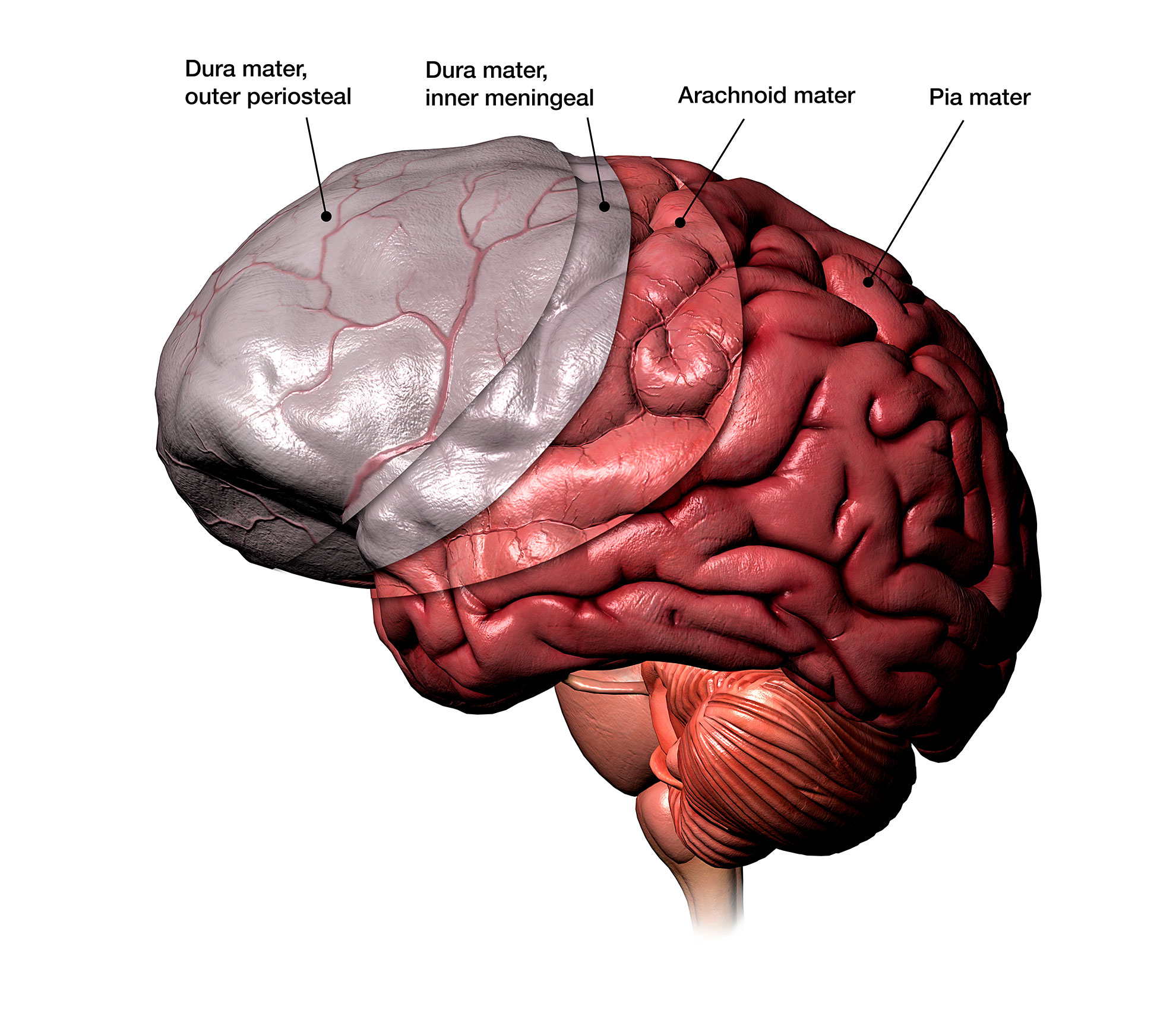 Immune cells found that safeguard memory formation, brain health ...