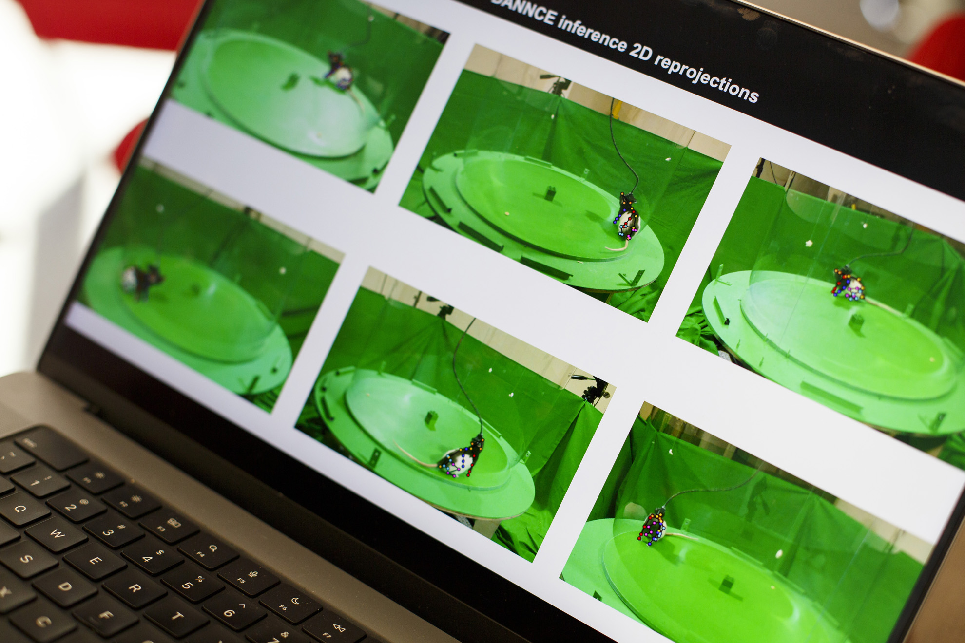 How rat watching can yield benefits for people — Harvard Gazette