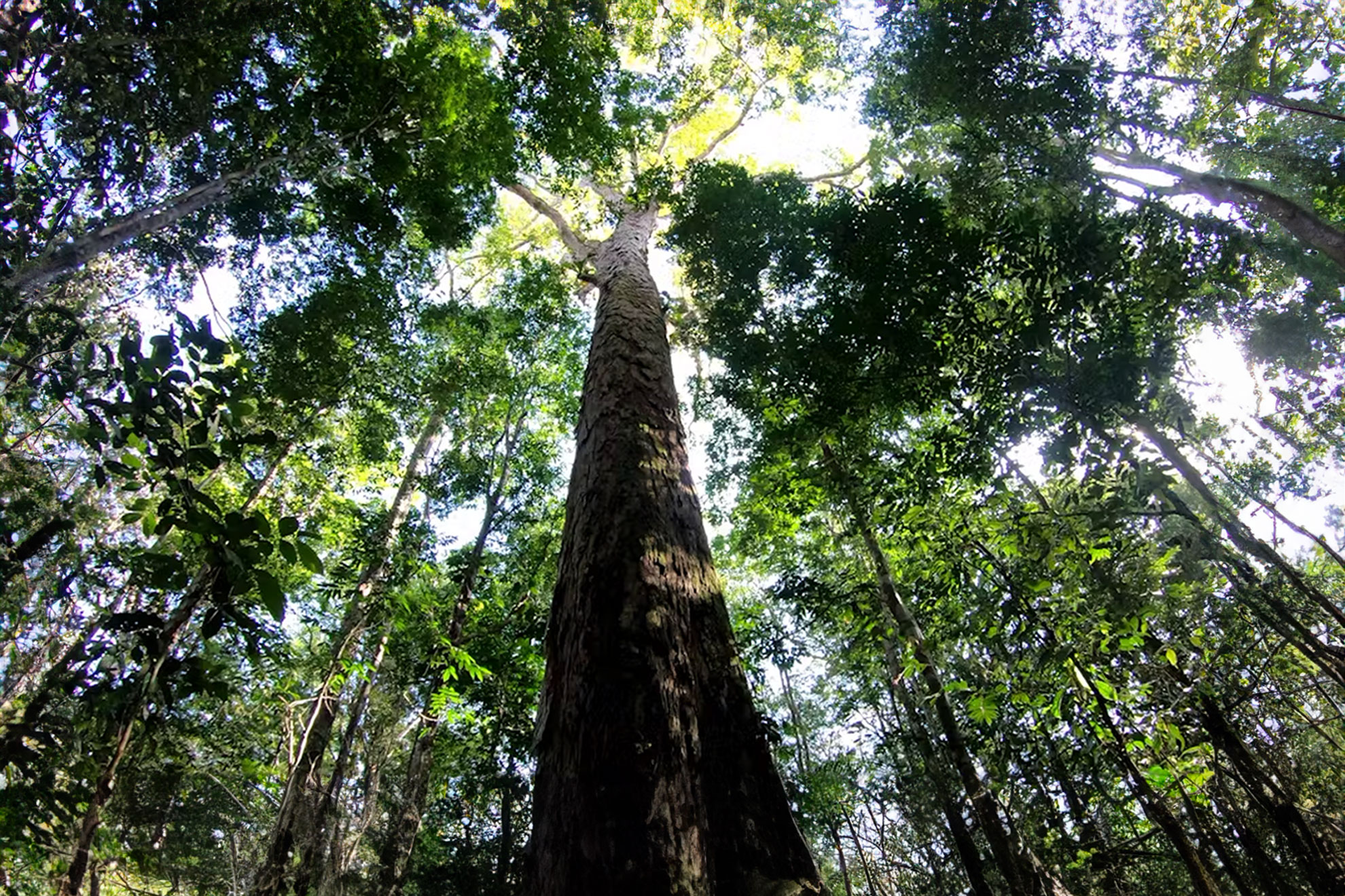Lower canopies show struggle for tropical forests — Harvard Gazette