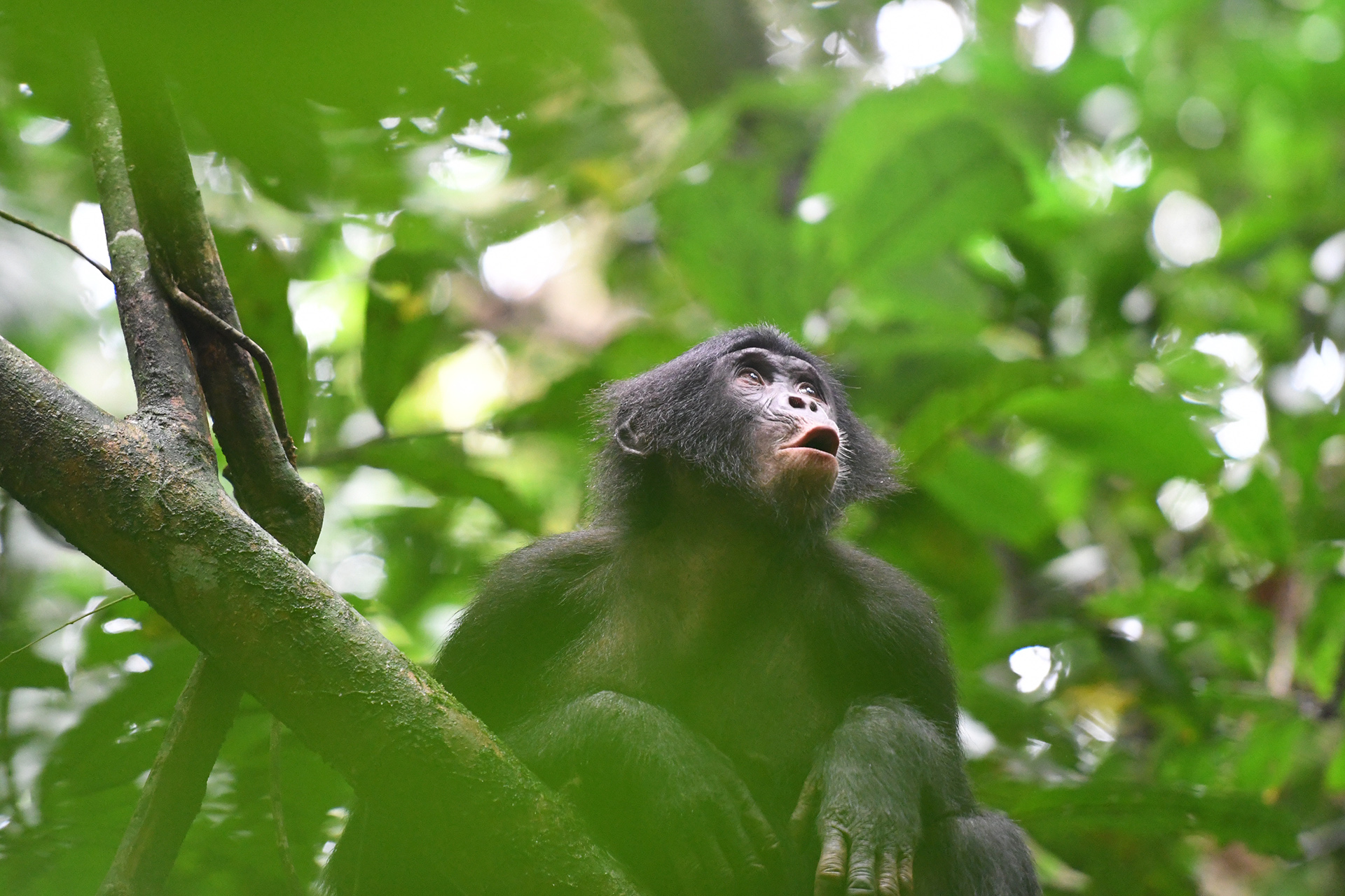Bonobos’ tolerant, peaceful group relationships paved way for human ...