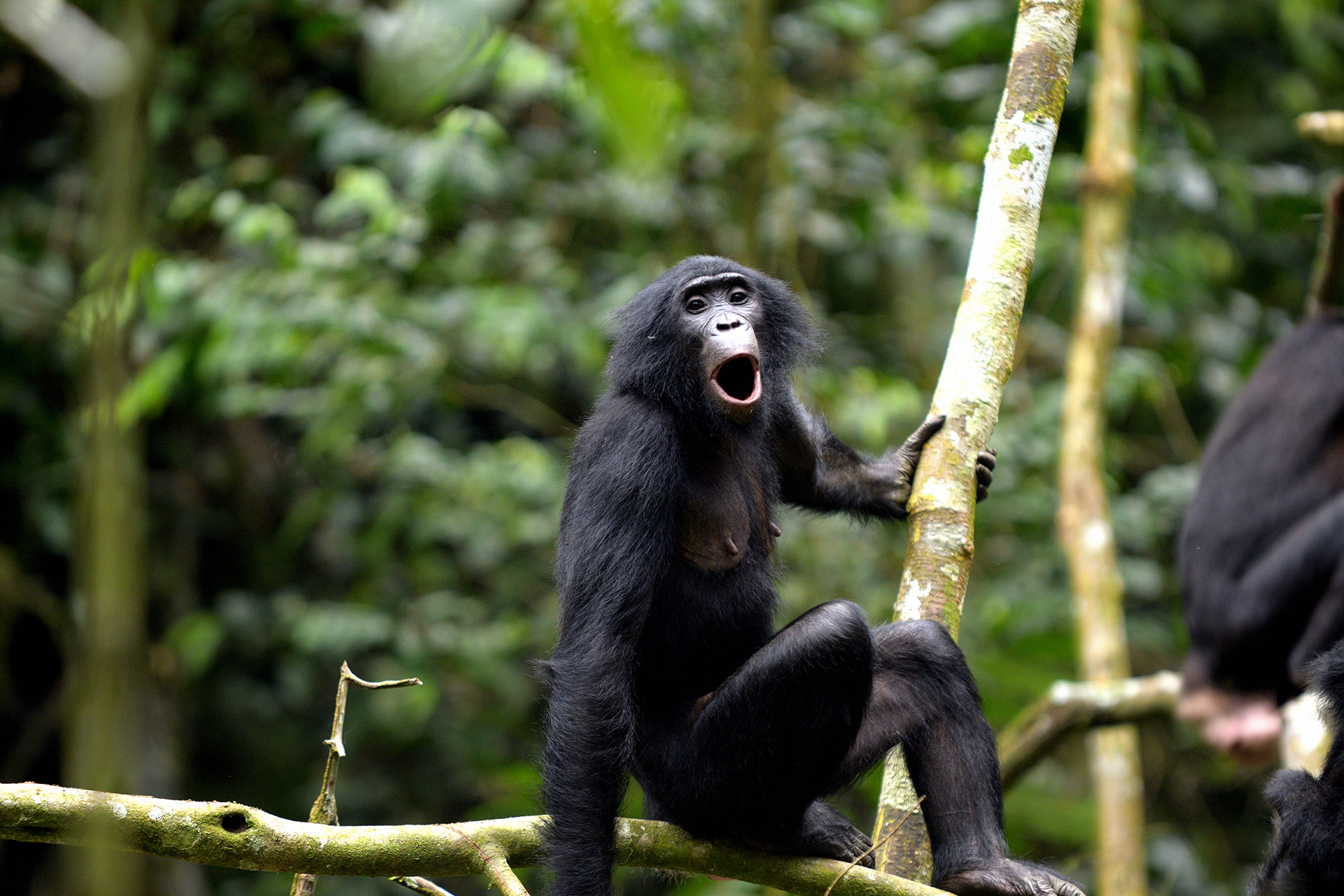 Turns out, bonobos ‘talk’ a lot like humans — Harvard Gazette