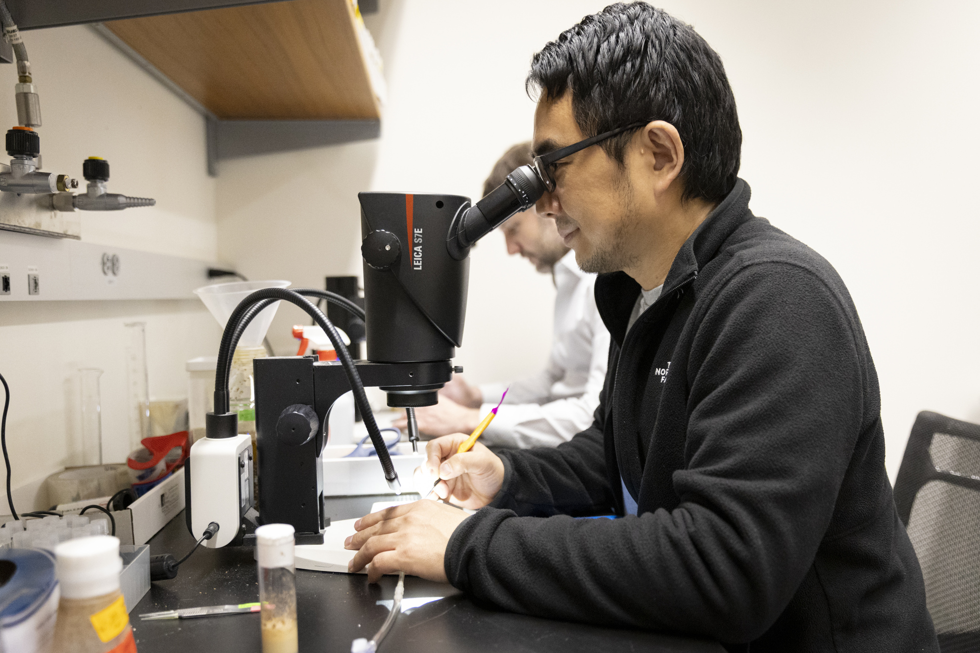 Why hybrid animals are sterile — Harvard Gazette