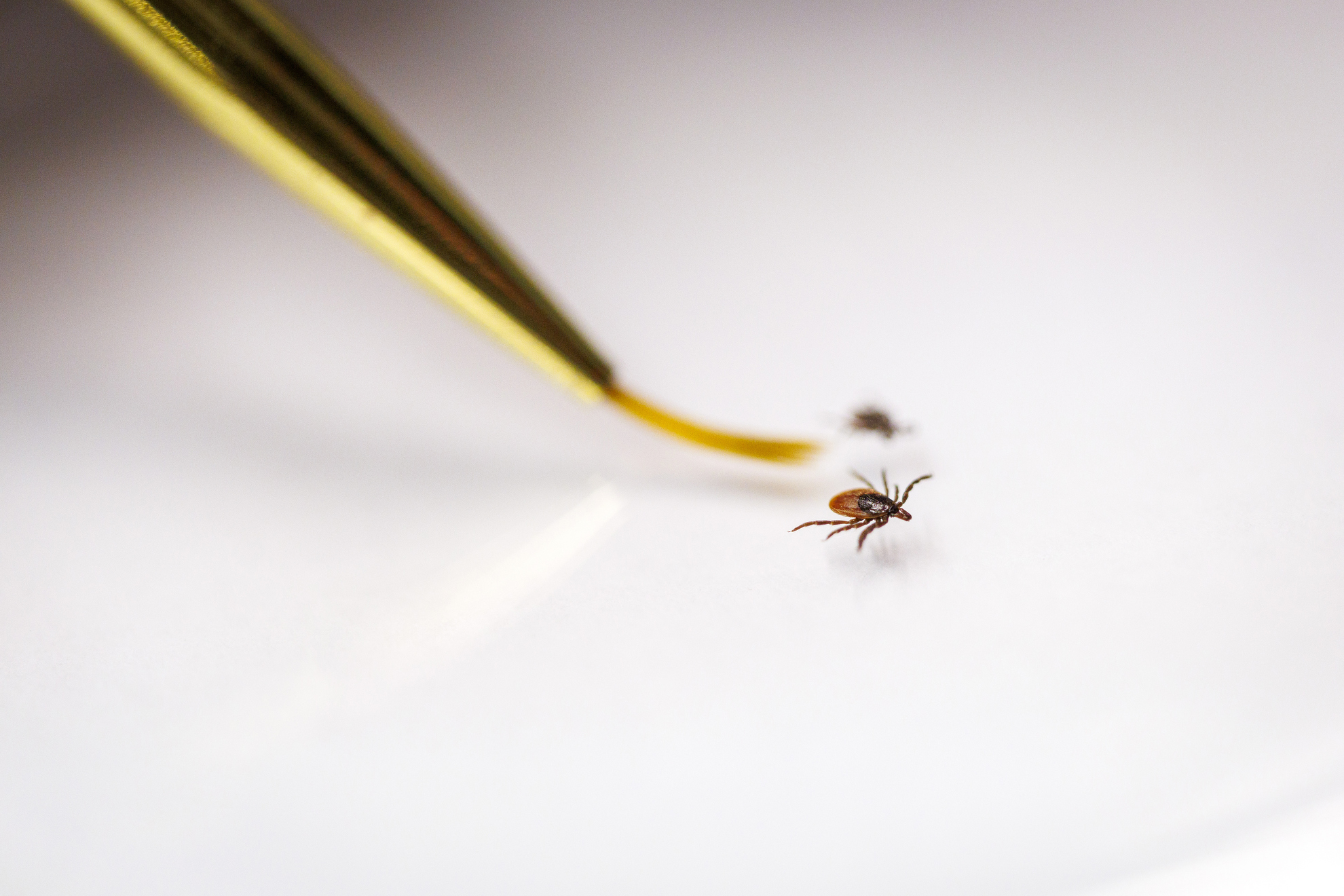 How a mind-controlling fungal parasite turns insects into zombies ...