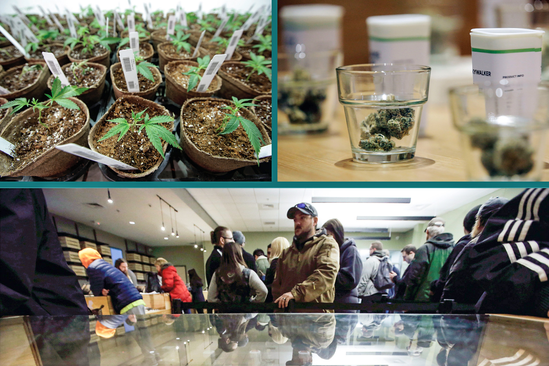 Taking the measure of legal pot — Harvard Gazette
