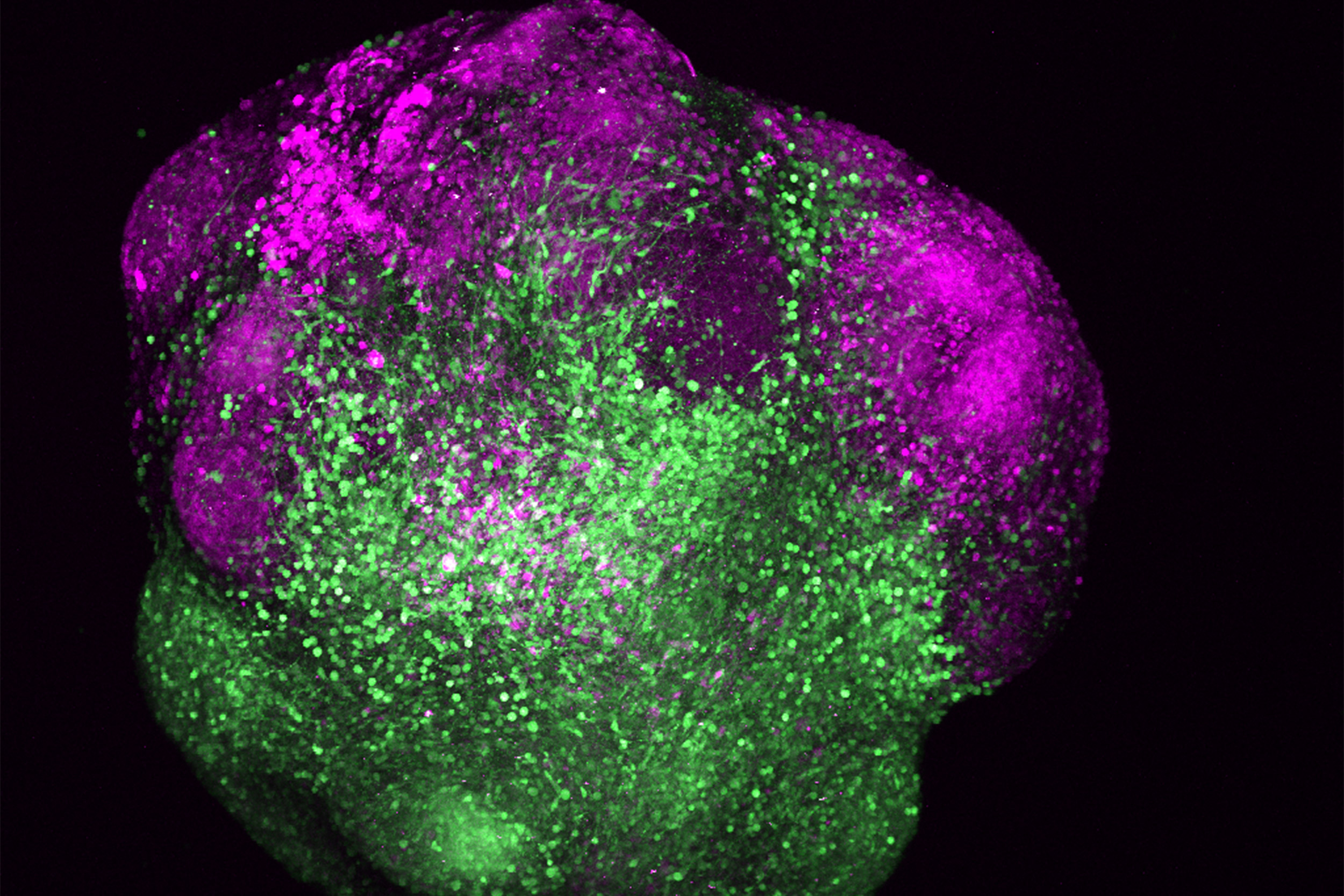 Harvard study shows parrots can pass classic test of intelligence ...