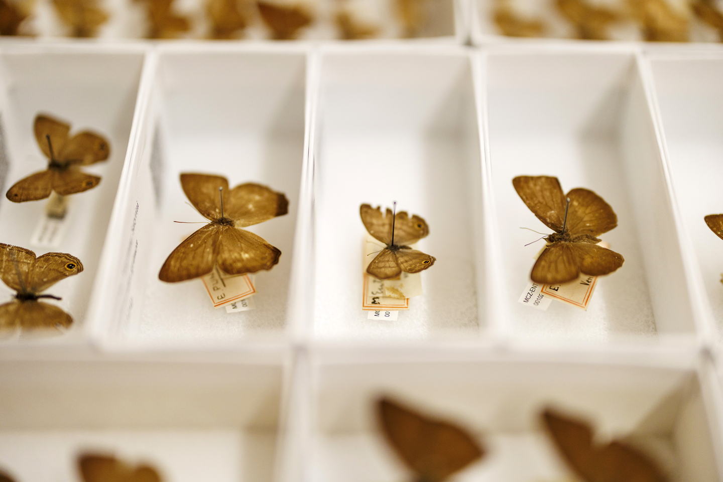 A real butterfly effect — Harvard Gazette