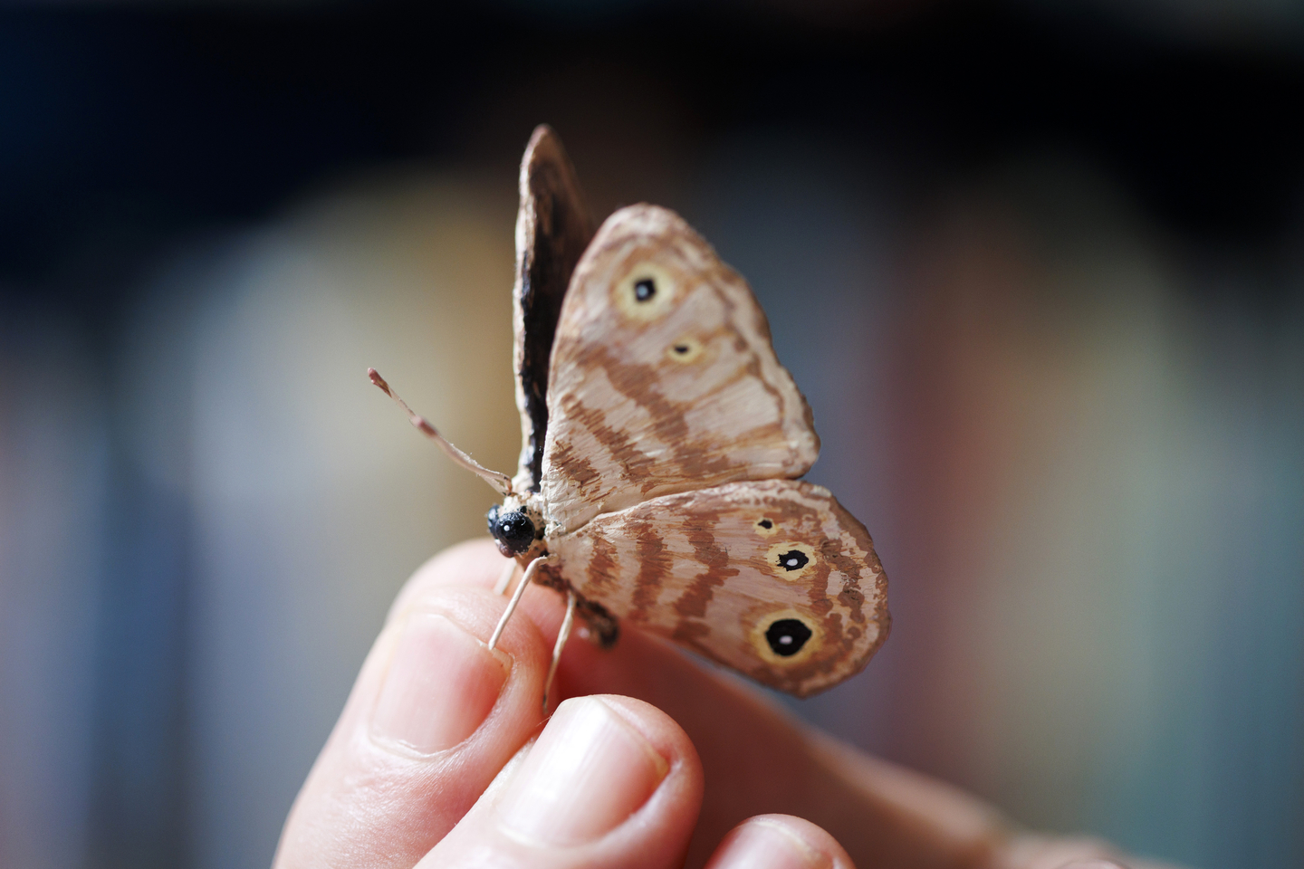 A real butterfly effect — Harvard Gazette