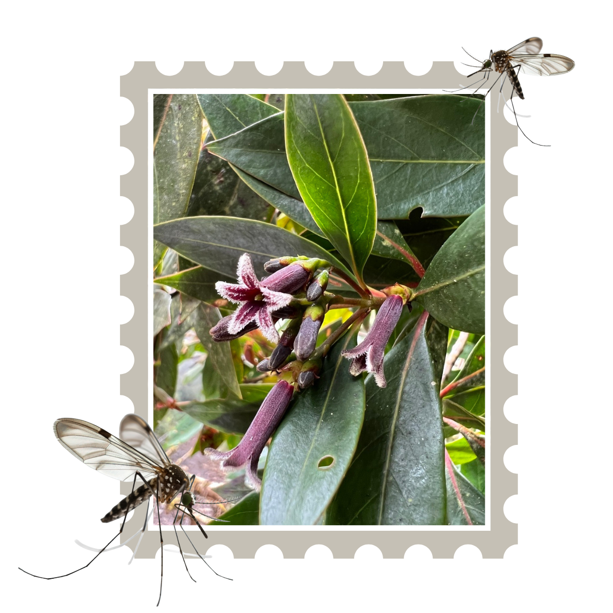 Mapping our deep-rooted relationship with medicinal plants— Harvard Gazette