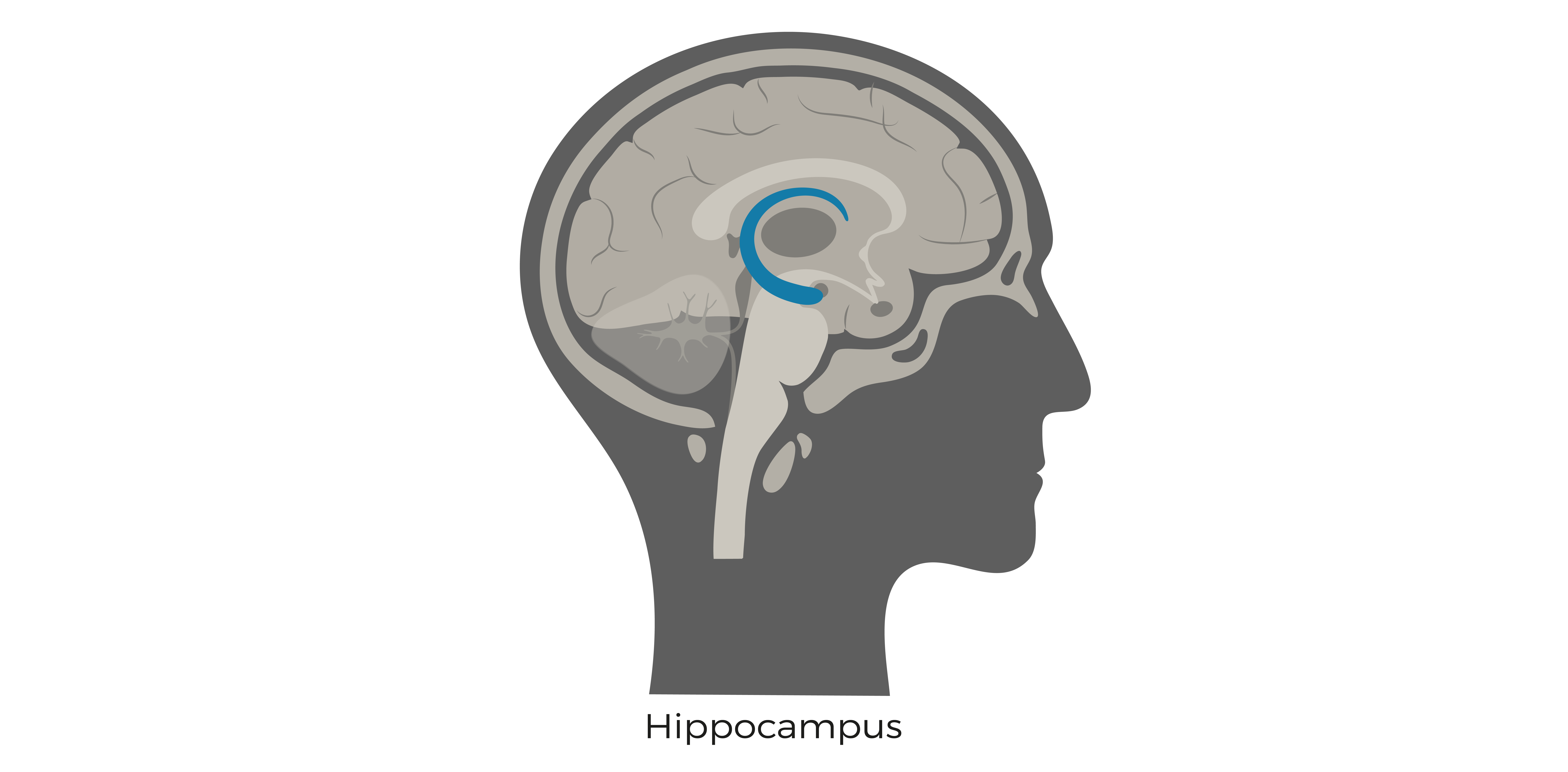 How memory works (and doesn’t) — Harvard Gazette