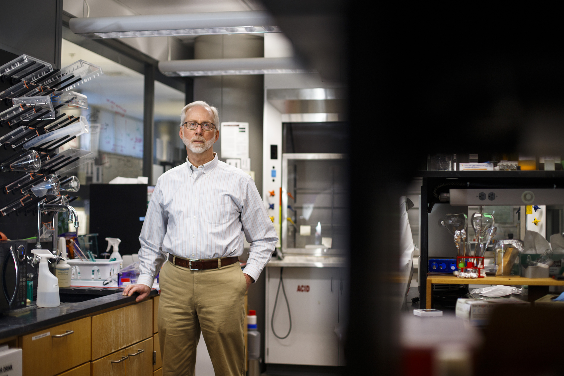 How whales and dolphins adapted for life on the water — Harvard Gazette